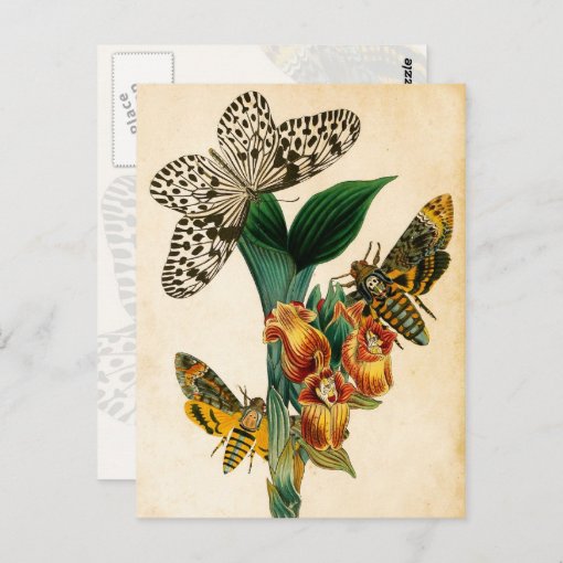 Ceylon Tree Nymph Butterfly & Acherontia Moths Postcard | Zazzle