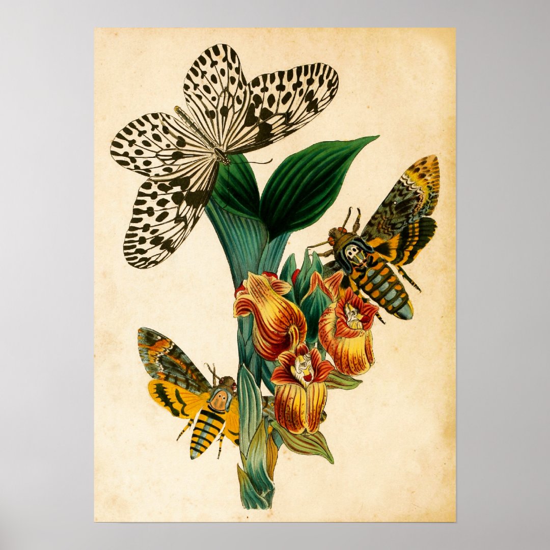 Ceylon Tree Nymph Butterfly & Acherontia Moths Poster | Zazzle