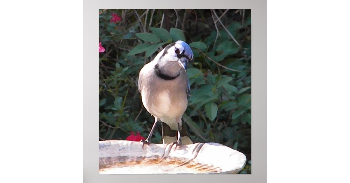 CF- Funny Blue Jay Poster | Zazzle
