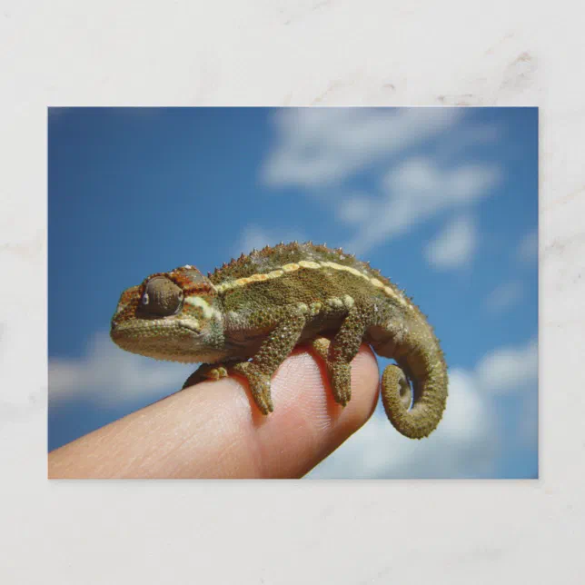 Chameleon Postcard | Zazzle