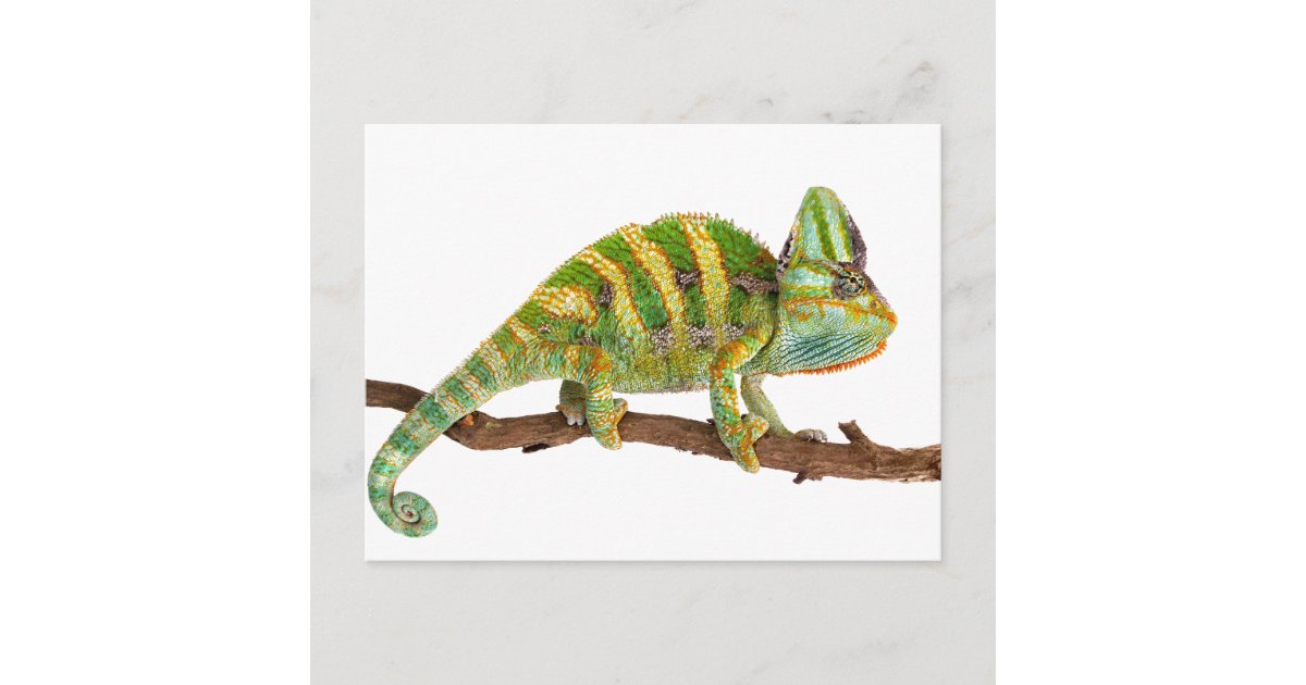 Chameleon Postcard | Zazzle
