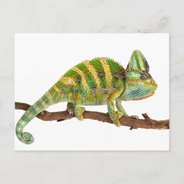 Chameleon Postcard | Zazzle
