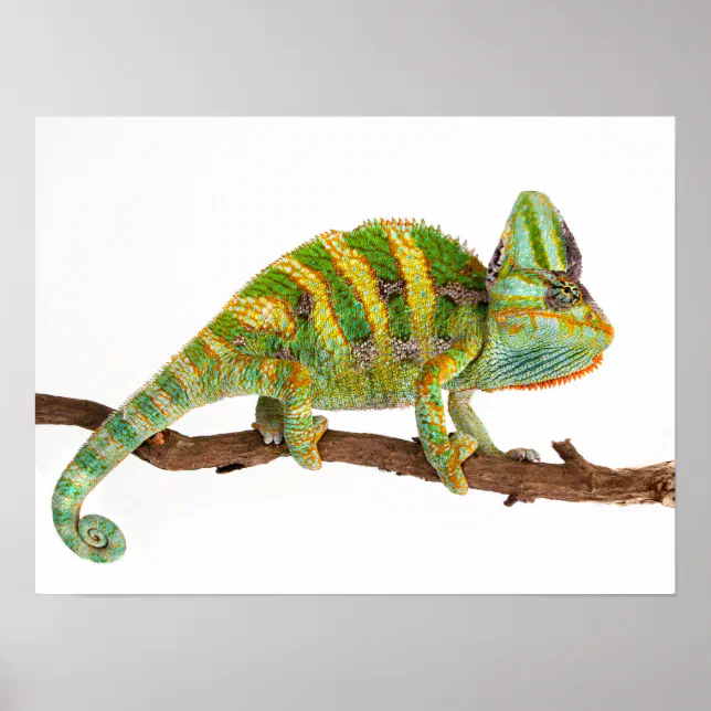 Chameleon Poster | Zazzle