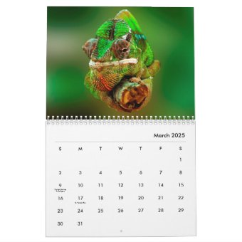 Chameleon Wall Calendar | Zazzle