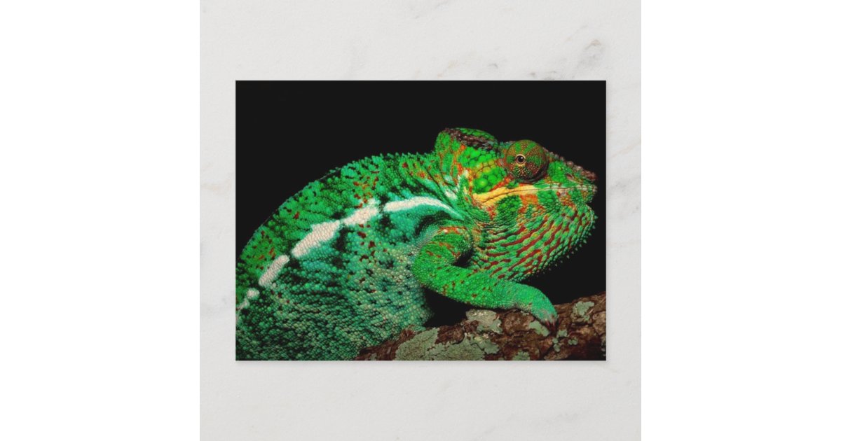 Chameleons Postcard | Zazzle