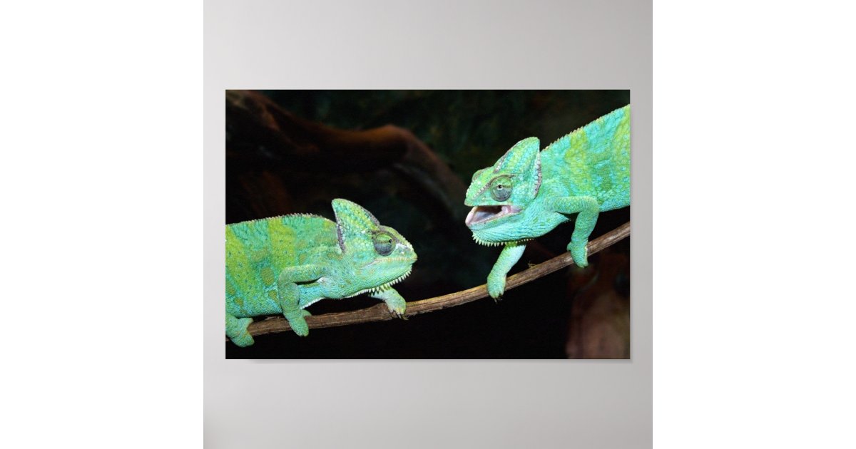 Chameleons Poster | Zazzle