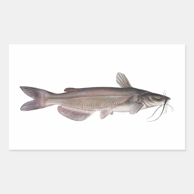 Channel Catfish - Freshwater Fishing Rectangular Sticker | Zazzle