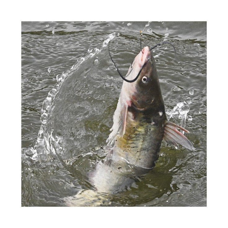 Channel Catfish Jumping Out Of The Water Canvas Print | Zazzle