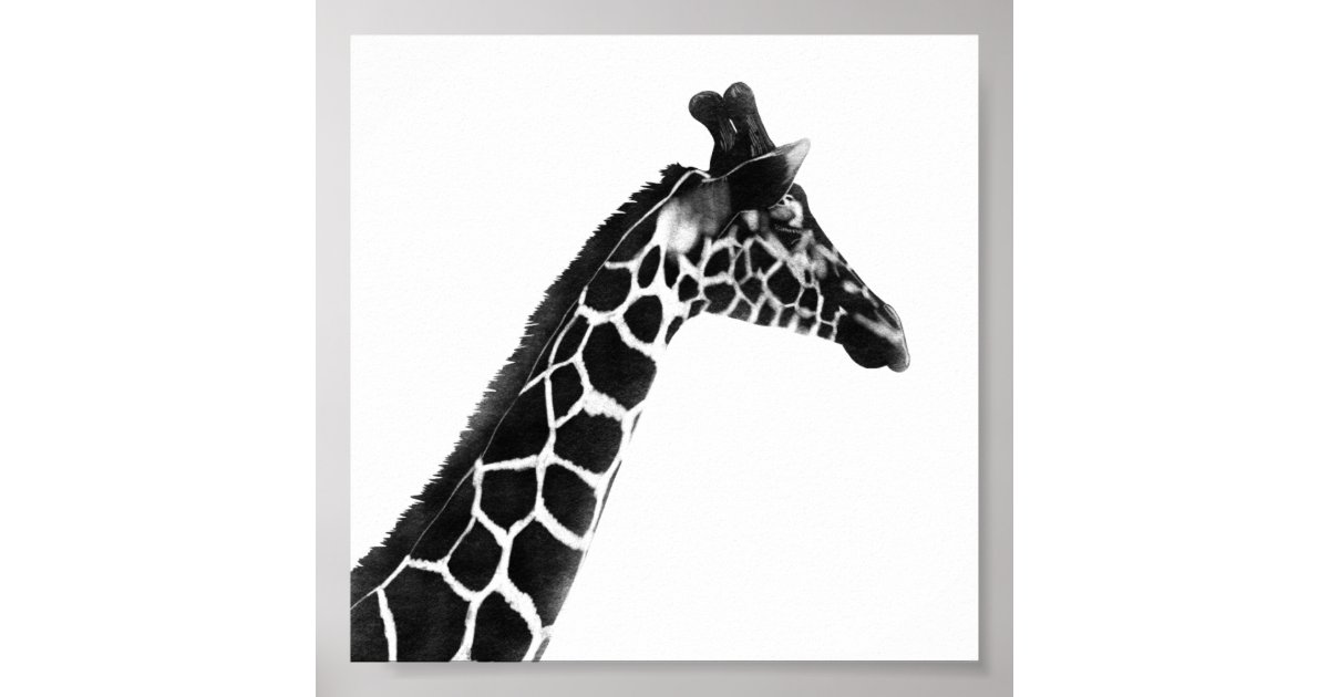 Charcoal Sketch Giraffe Poster | Zazzle