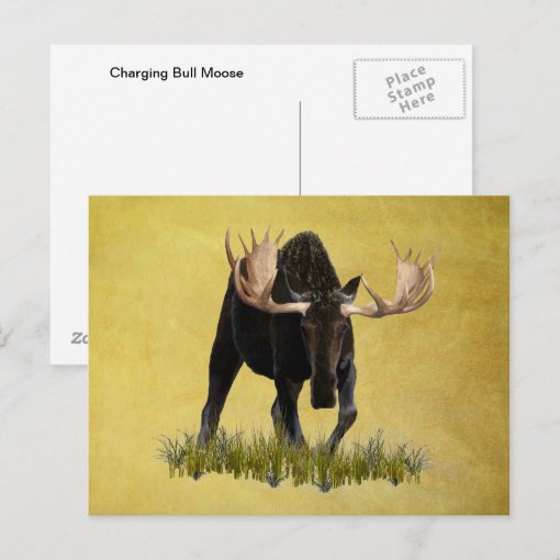 Charging Bull Moose Postcard | Zazzle