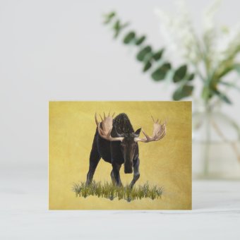 Charging Bull Moose Postcard | Zazzle