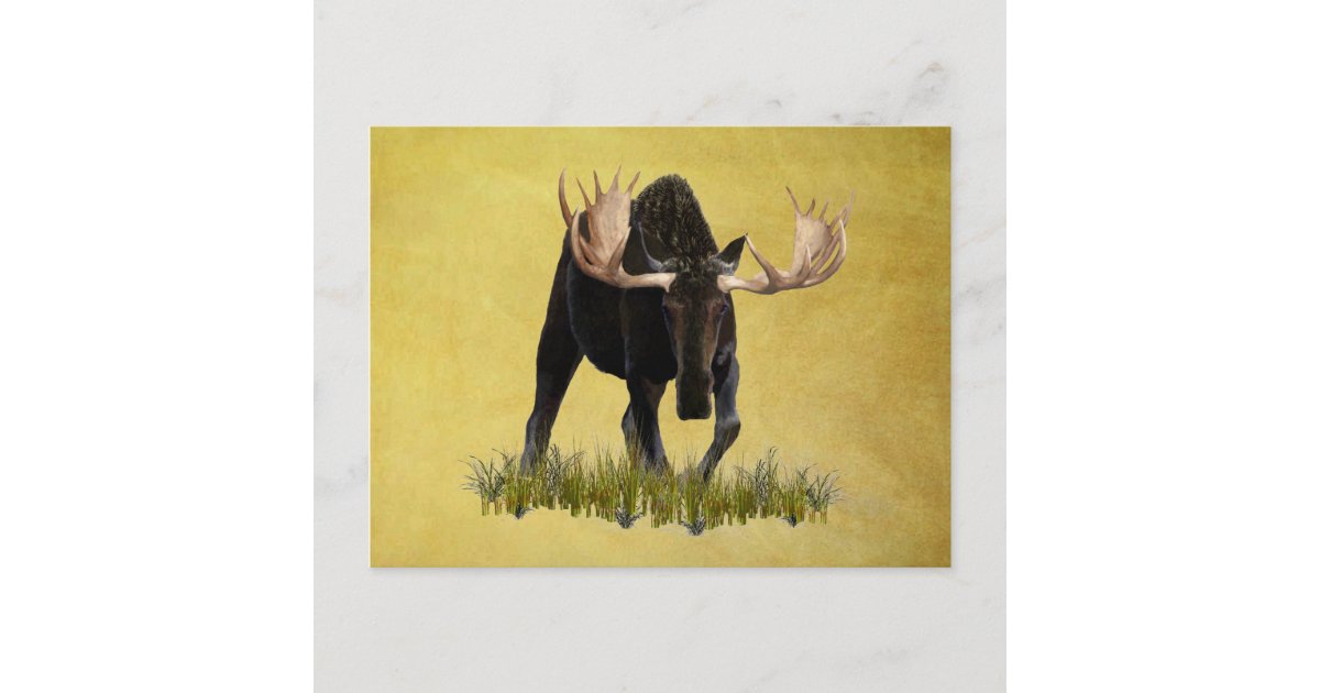 Charging Bull Moose Postcard | Zazzle
