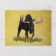 Charging Bull Moose Postcard | Zazzle