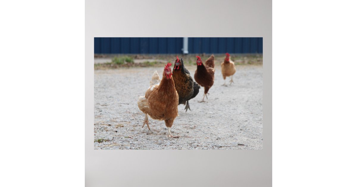 Charging Chickens Poster | Zazzle