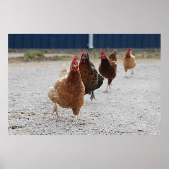 Charging Chickens Poster | Zazzle
