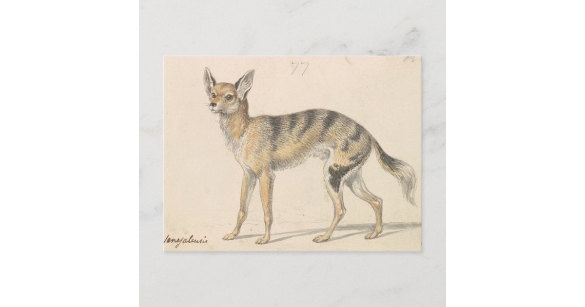 Charles Hamilton Smith - Senegalese Wolf Postcard | Zazzle