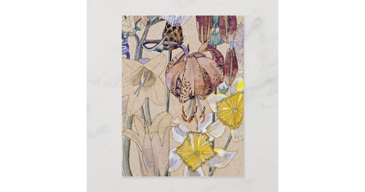 Charles Rennie Mackintosh - Mont Louis - Flower Postcard | Zazzle