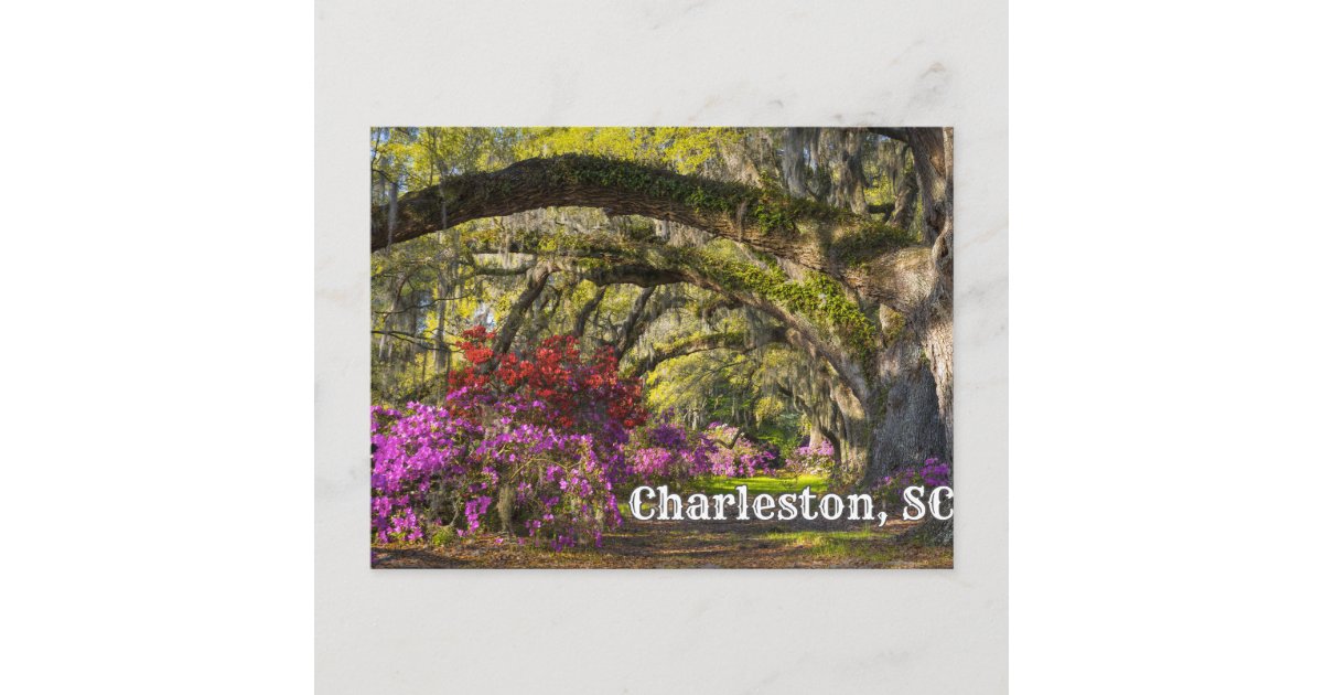 Charleston, South Carolina Spring Botanical Garden Postcard | Zazzle