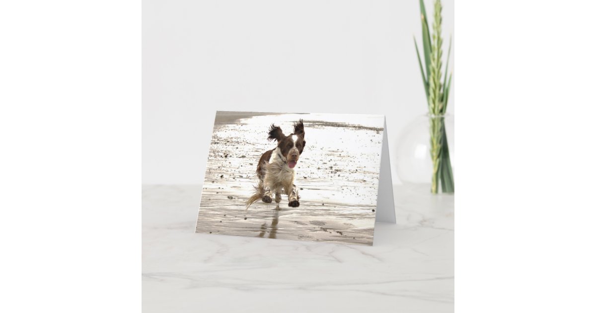 Charlie The Springer! Card | Zazzle