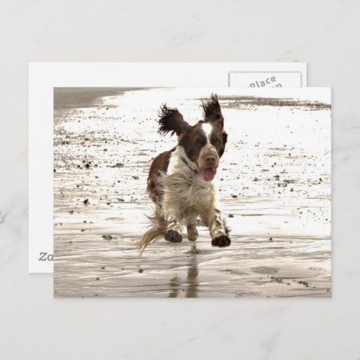 Charlie The Springer! Postcard | Zazzle