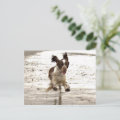 Charlie The Springer! Postcard | Zazzle