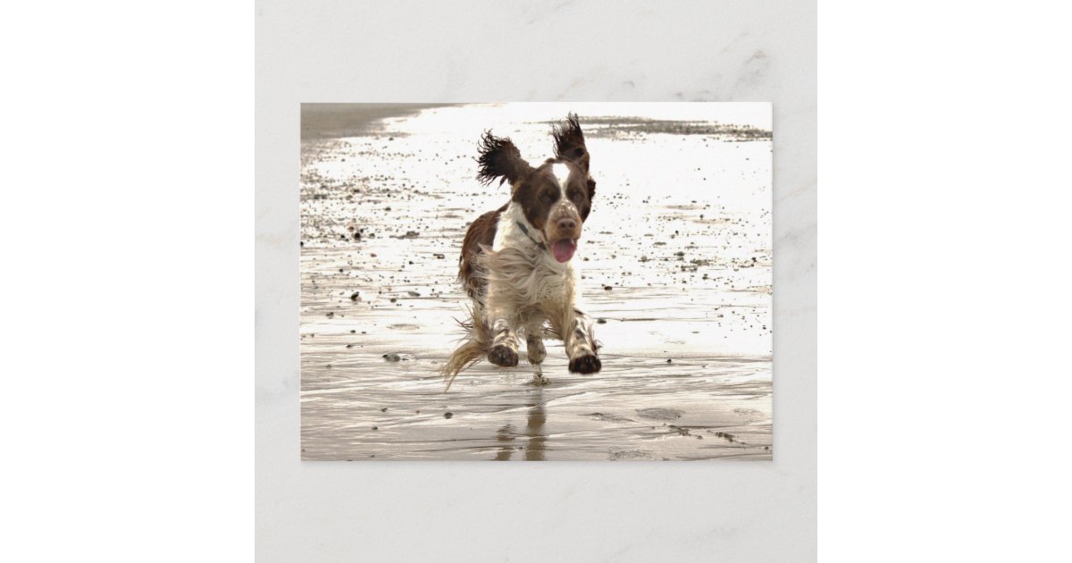 Charlie The Springer! Postcard | Zazzle
