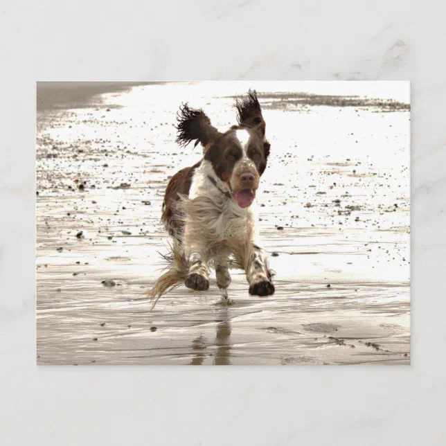 Charlie The Springer! Postcard | Zazzle