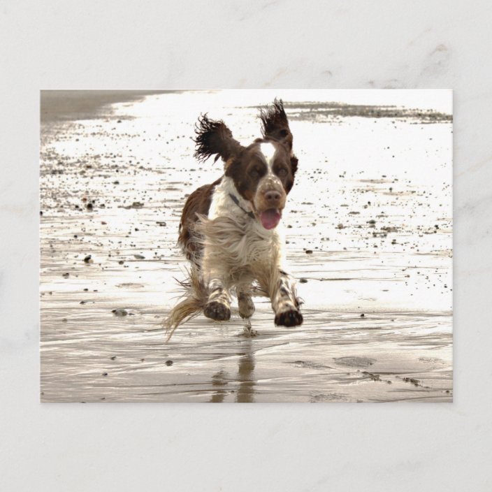 Charlie The Springer! Postcard | Zazzle.com