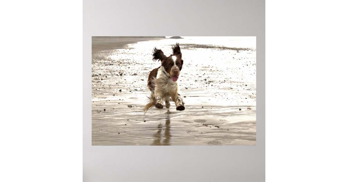 Charlie The Springer Poster | Zazzle