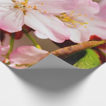 Charmin Sakura Flowers On Pink, Pink, Pink Wrapping Paper | Zazzle