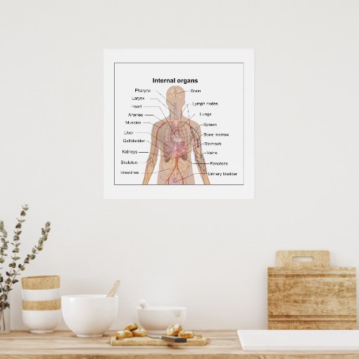 Chart of human internal organs | Zazzle