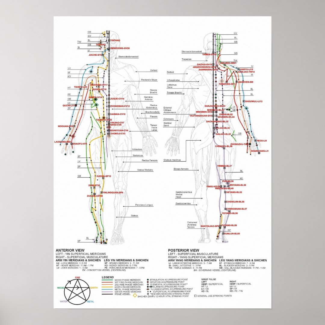 Chart of Human Meridians | Zazzle