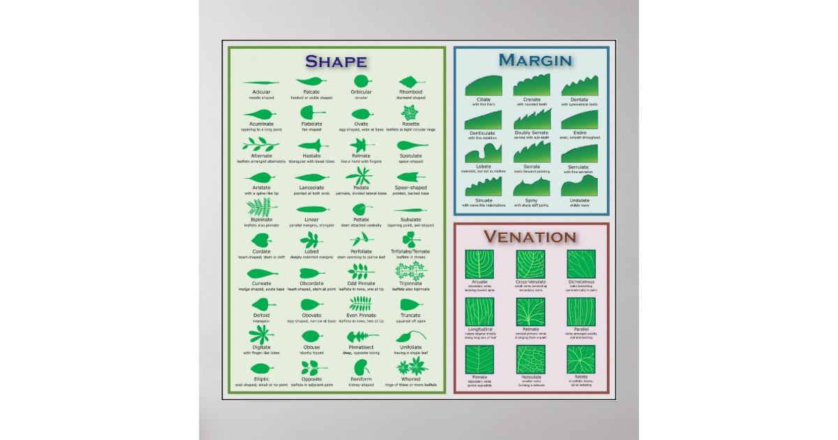 Chart of Leaf Morphology Shape Venation Margin | Zazzle