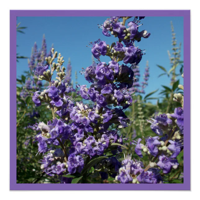 Chaste Tree Purple Flowers Poster | Zazzle
