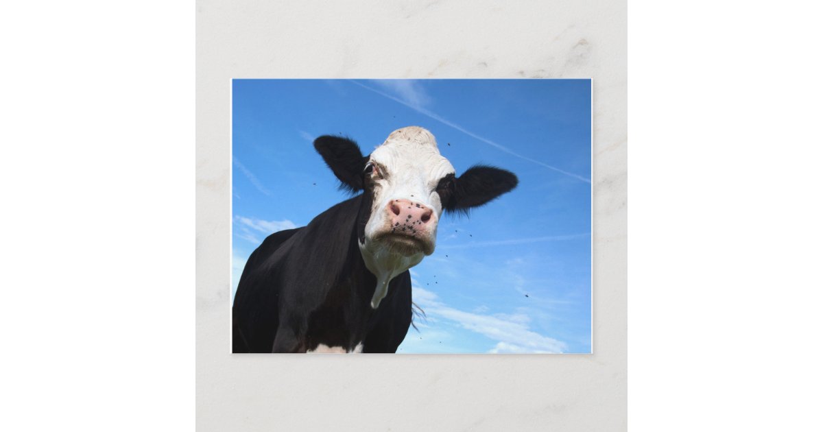 cheeky cow postcard | Zazzle