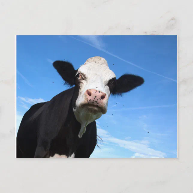 cheeky cow postcard | Zazzle
