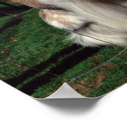 Cheeky Goat Poster | Zazzle