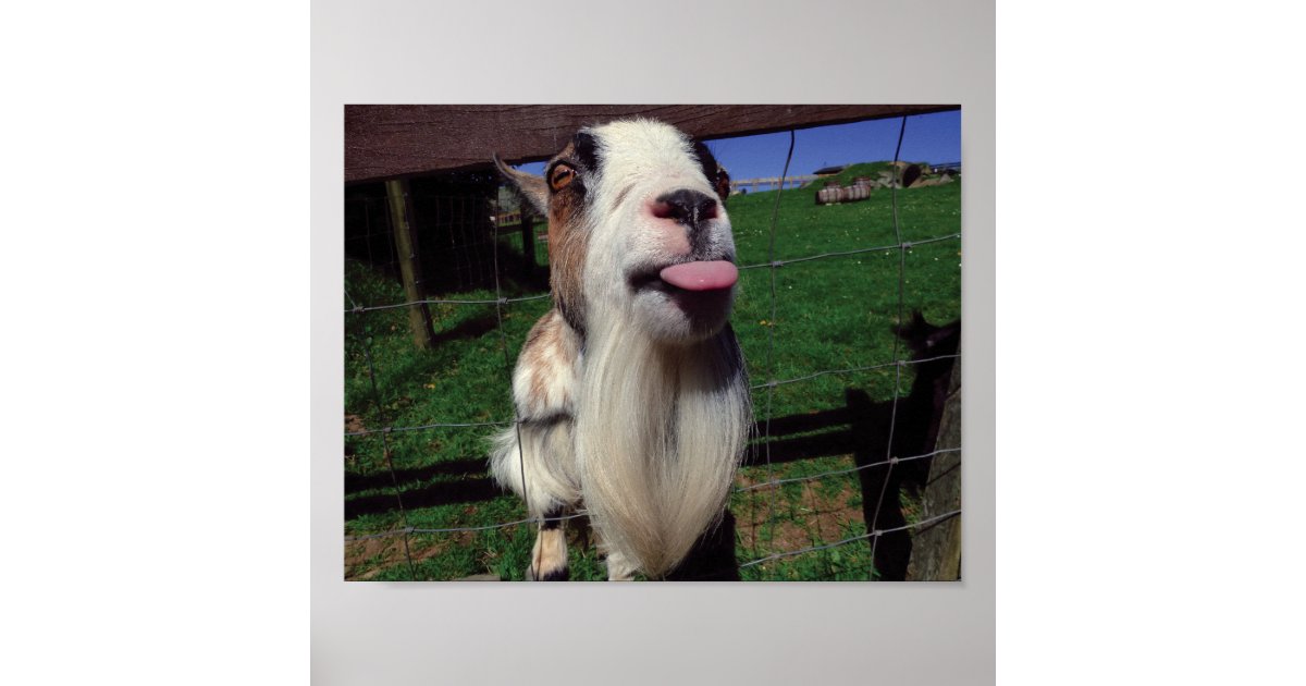 Cheeky Goat Poster | Zazzle