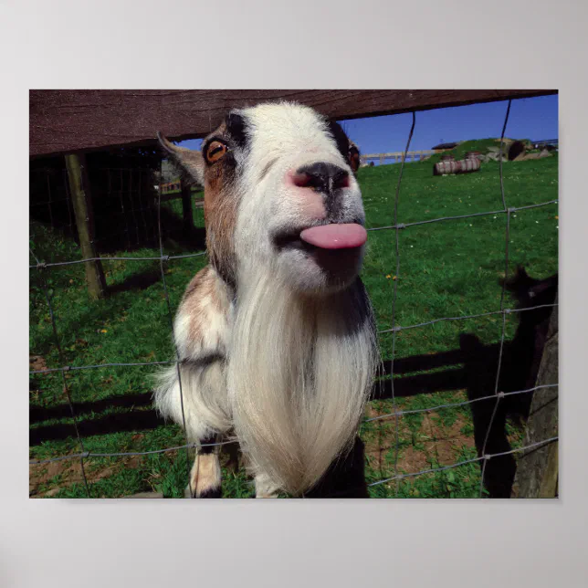 Cheeky Goat Poster | Zazzle