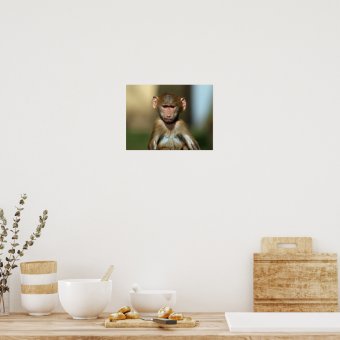 Cheeky Monkey - Cute Baby Baboon Poster / Print | Zazzle
