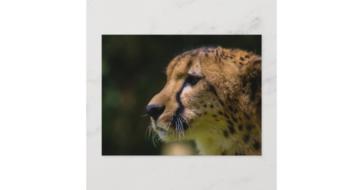 cheesy cheetah postcard | Zazzle