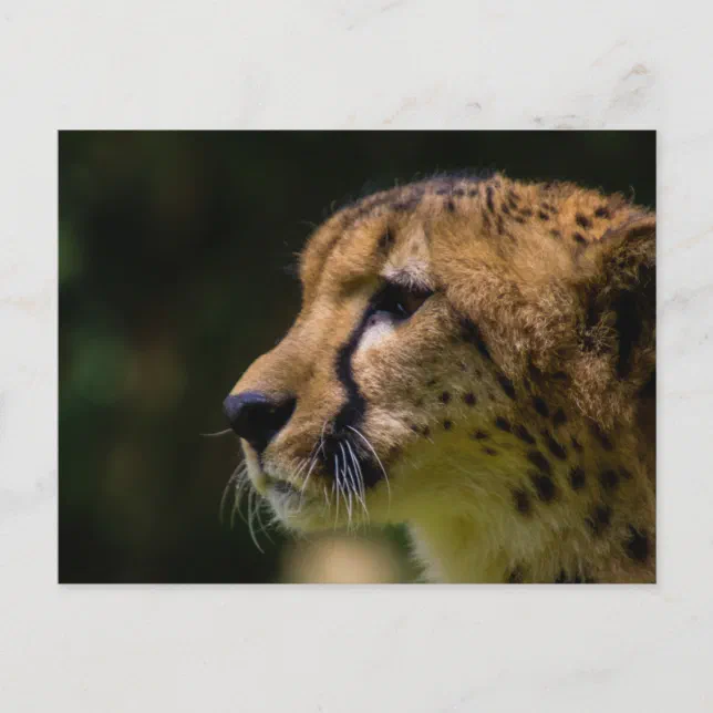 cheesy cheetah postcard | Zazzle