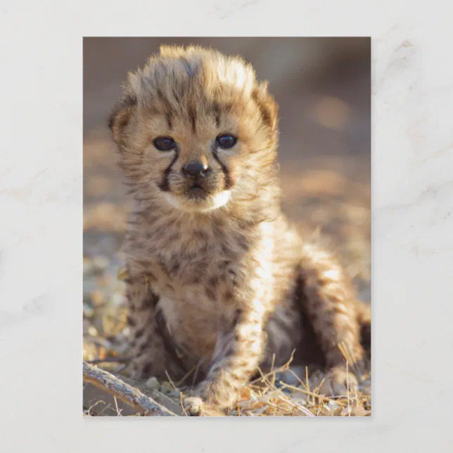 Cheetah 19 days old male cub postcard | Zazzle