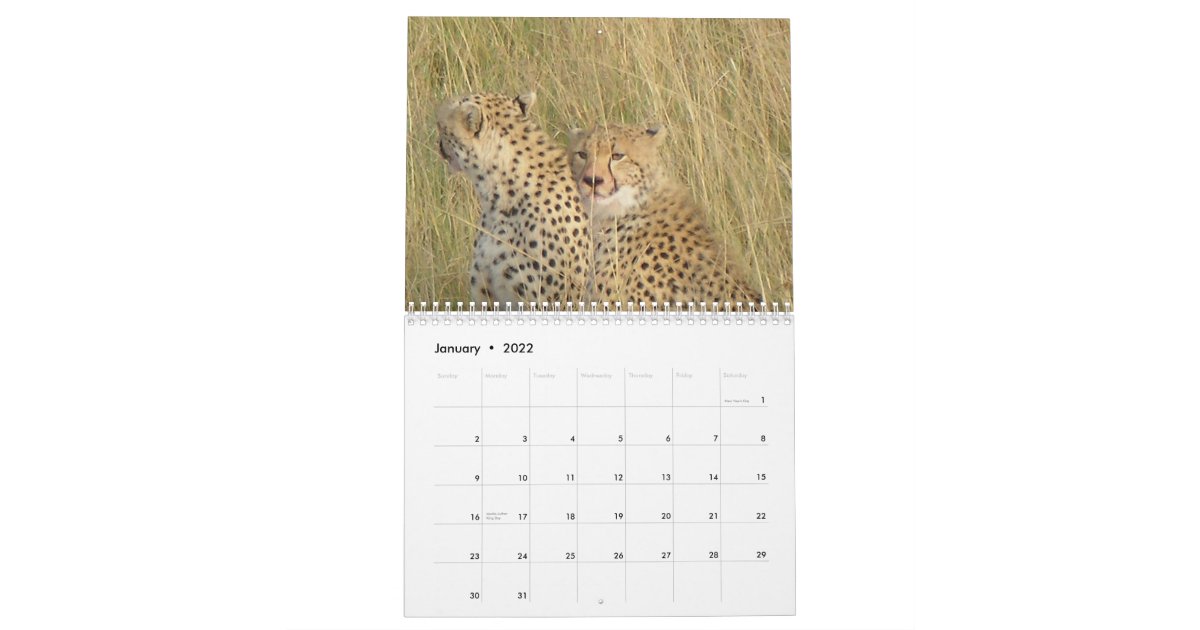 Cheetah 2008 calendar | Zazzle.com