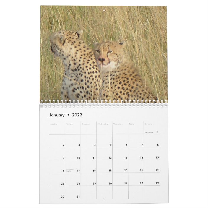 Cheetah 2008 calendar | Zazzle.com