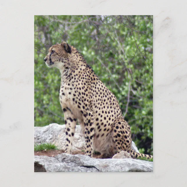 Cheetah 4x6 Postcard | Zazzle