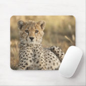 Cheetah, Acinonyx jubatus, cub laying downin Mouse Pad | Zazzle