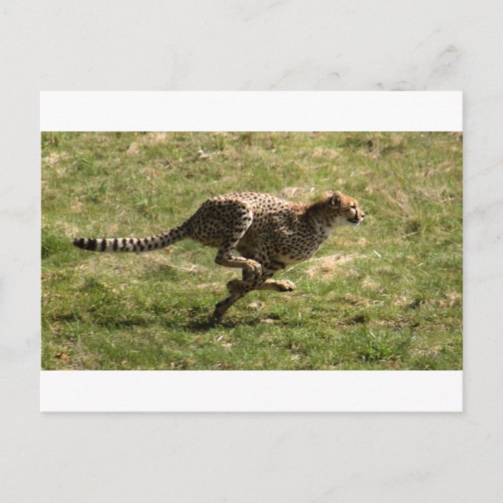 Cheetah (Acinonyx jubatus) full gallop Postcard | Zazzle.com