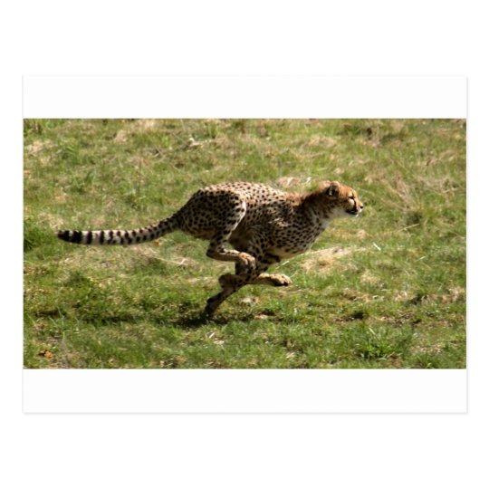 Cheetah (Acinonyx_jubatus) full gallop Postcard | Zazzle.com