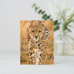 Cheetah (Acinonyx Jubatus) Portrait, Maasai Postcard | Zazzle